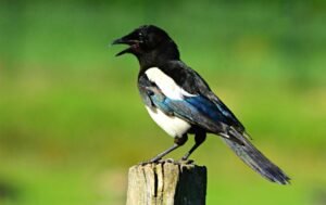 Spiritual Meaning of Magpie: Insights and Wisdom - SoulfulDreaming