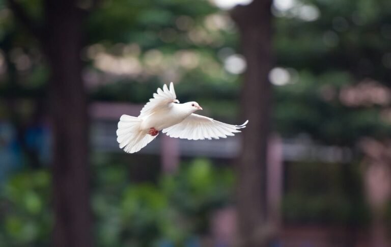 Dove on Fire: Spiritual Symbolism and Transformation - SoulfulDreaming