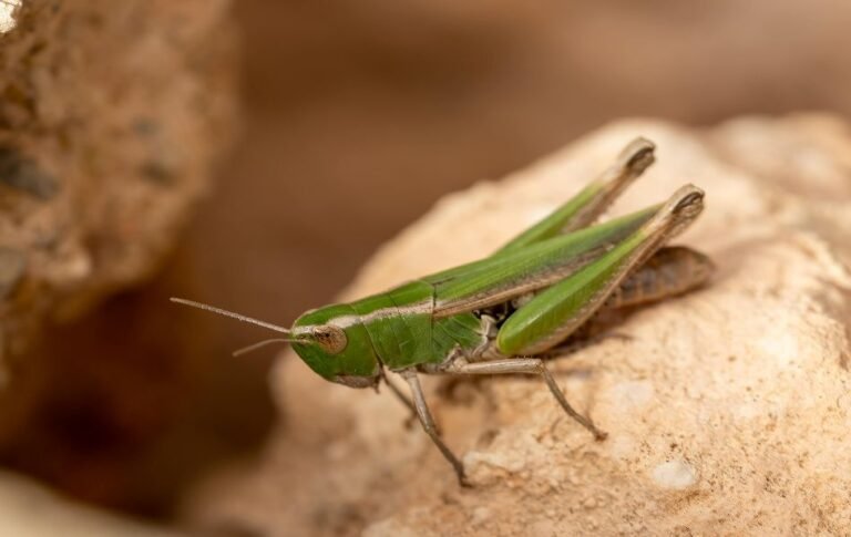 Grasshopper Spiritual Meaning: Signs, Symbols, and Messages ...