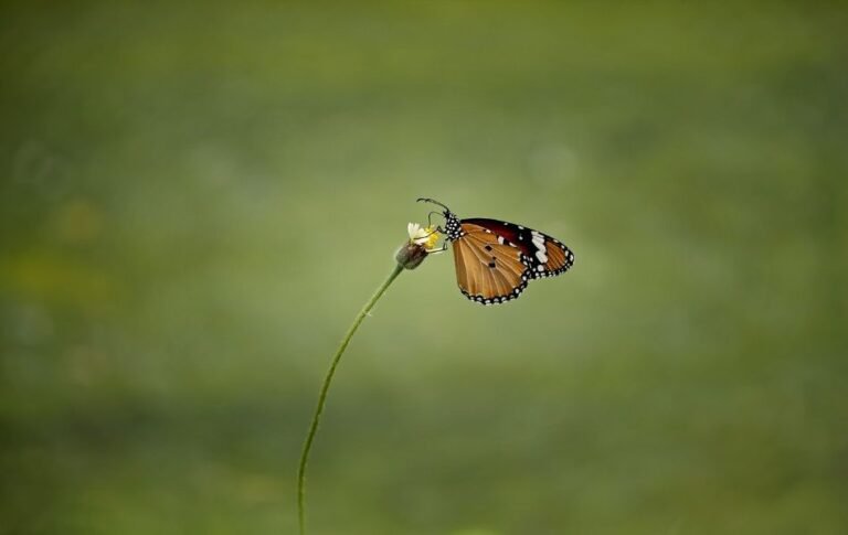 Butterfly Symbolism: Spiritual Meaning Behind These Winged Wonders ...