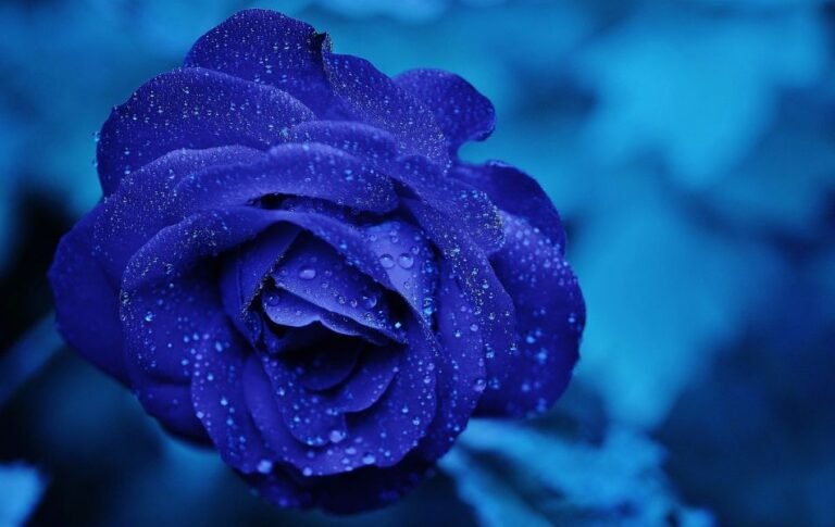 The Spiritual Meaning of Blue Roses: Mysteries Behind This Rare Flower ...